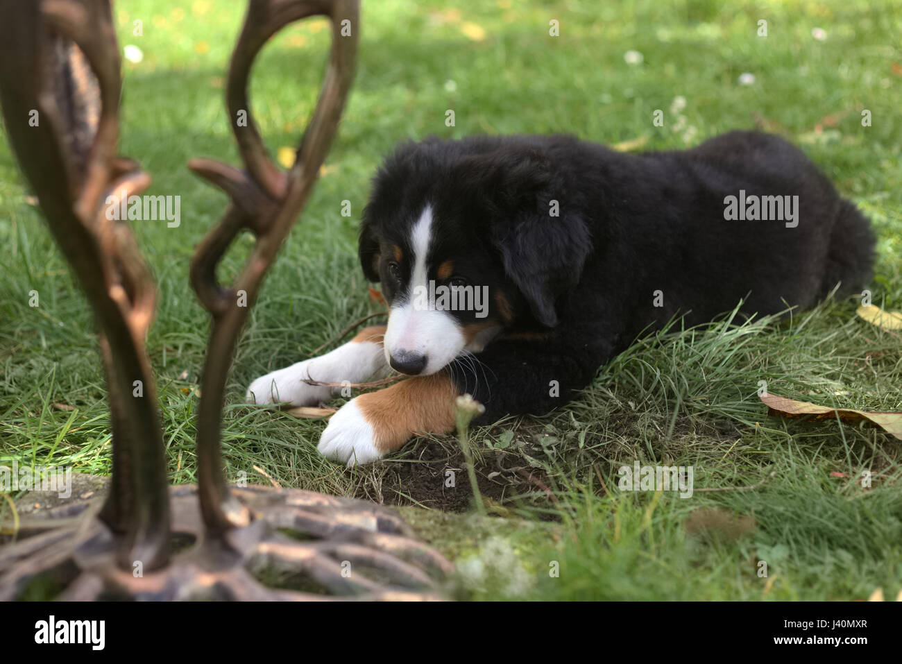 Bernese Mountain Dog Puppy in the grass Stock Photo - Alamy