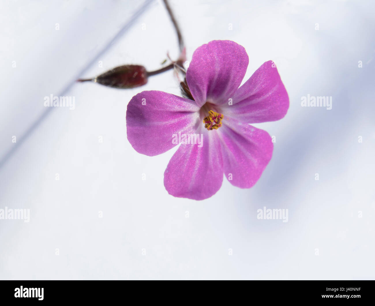 Flower spring pink common Stock Photo - Alamy