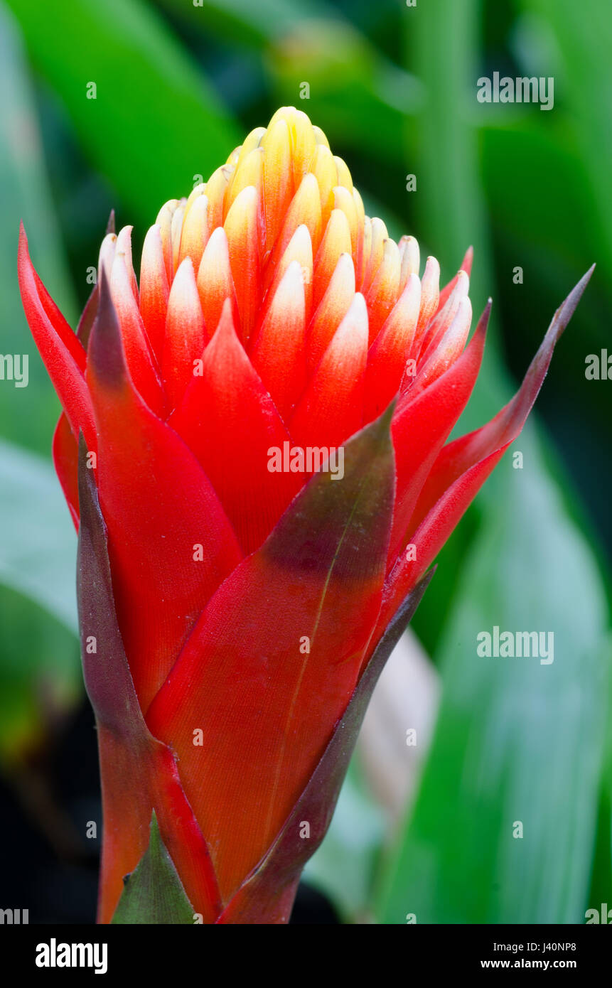 close up macro beautiful bromeliad flower after rain Stock Photo - Alamy