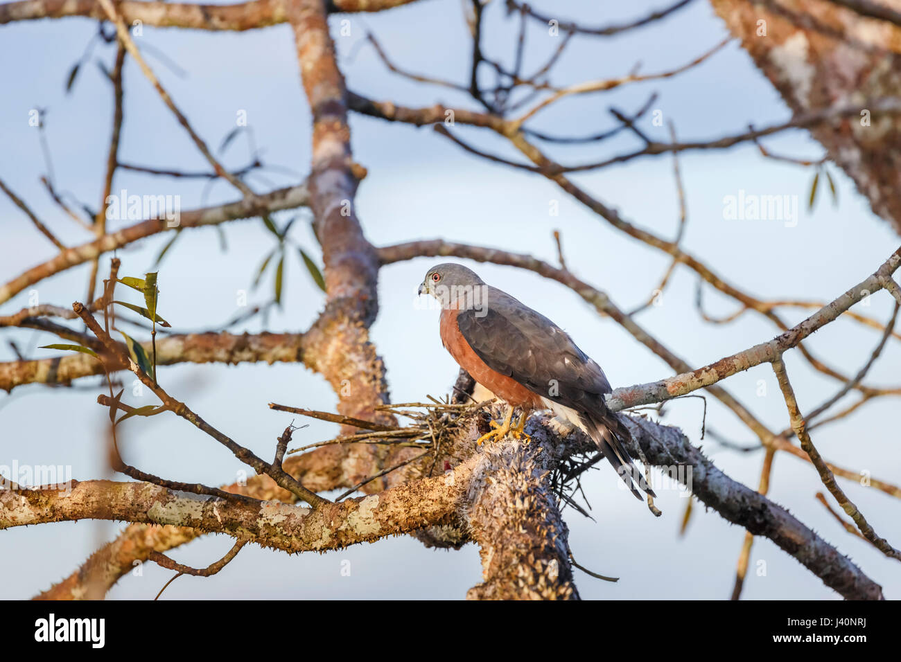 Double-toothed kite (Harpagus bidentatus) in the Amazonian tropical ...