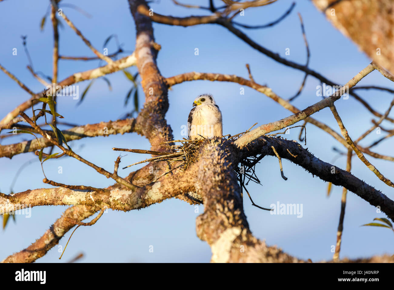 Baby double-toothed kite (Harpagus bidentatus) chick in nest, Amazonian ...