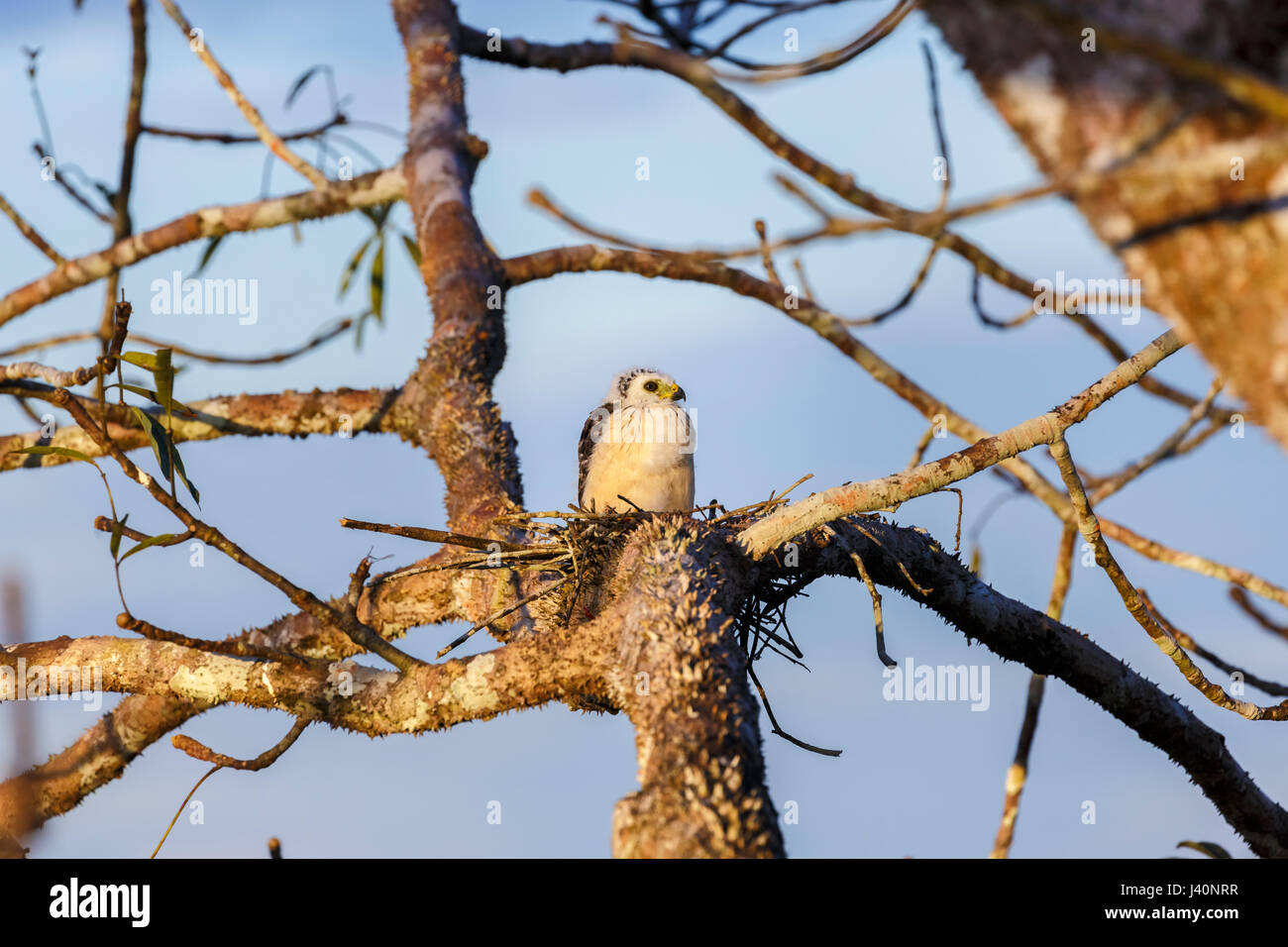 Baby double-toothed kite (Harpagus bidentatus) chick in nest, Amazonian ...