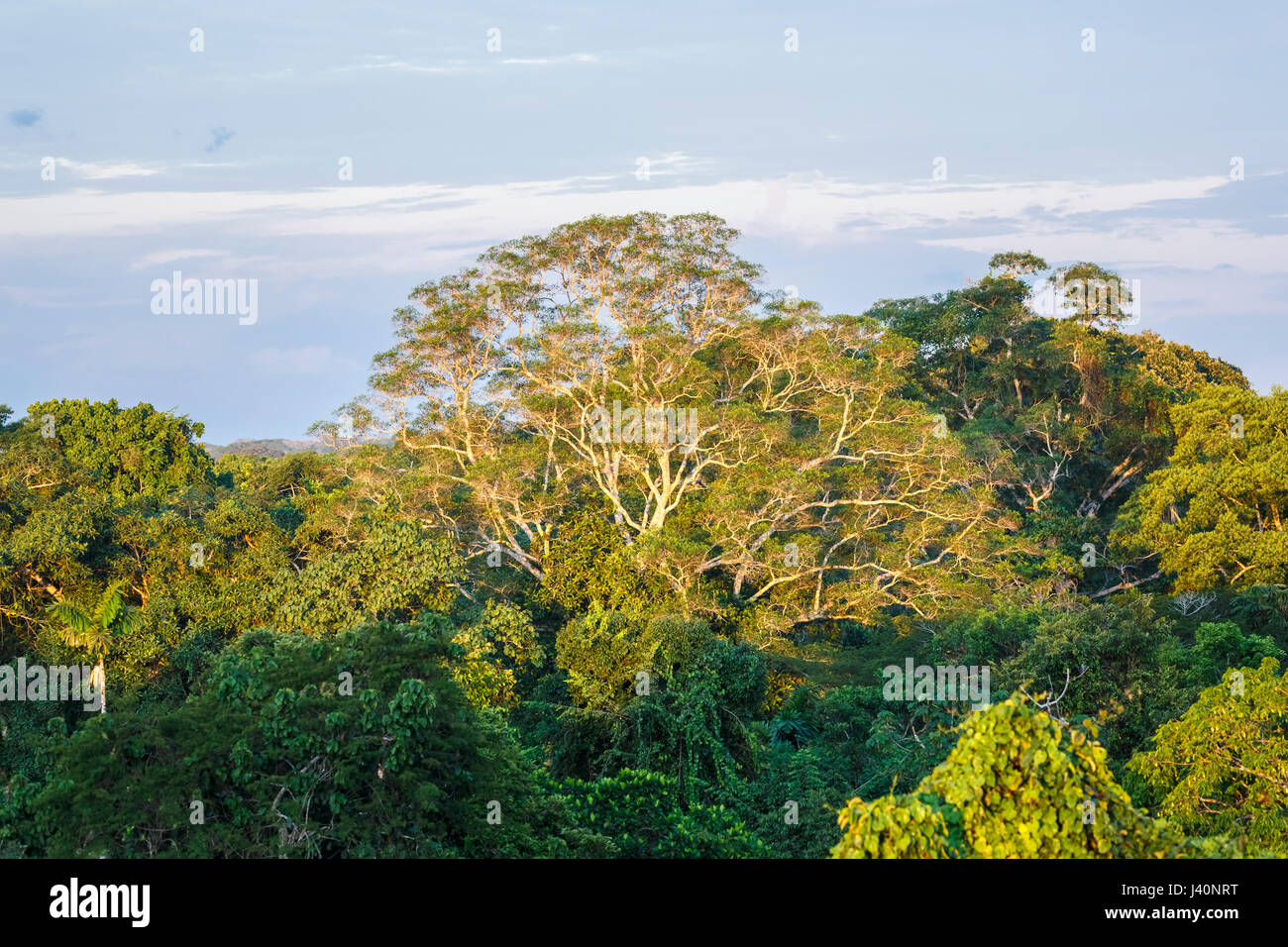 Equatorial rain forest hi-res stock photography and images - Alamy