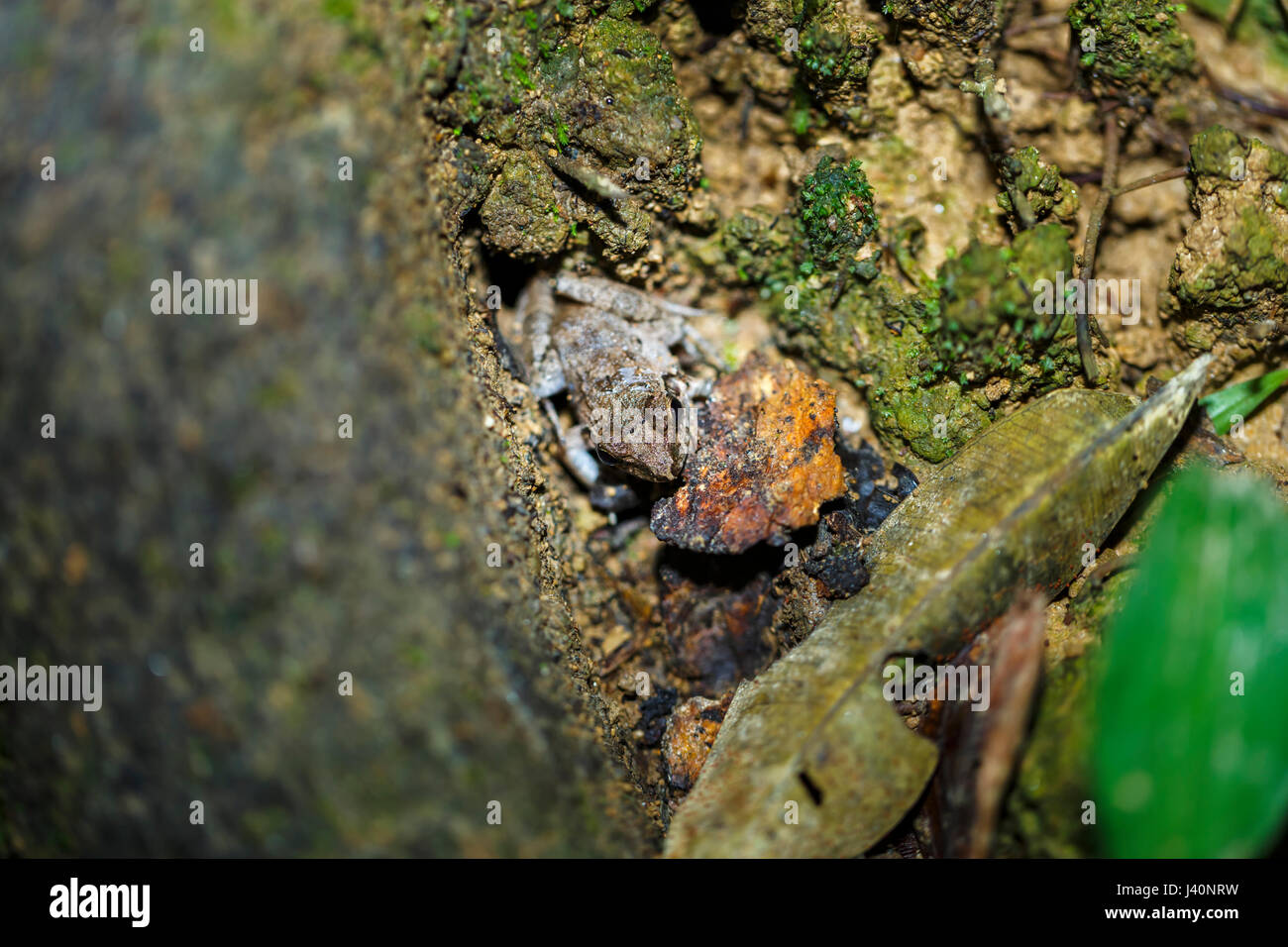 Well camouflaged frog hiding in a tree trunk, Amazonian tropical rain ...