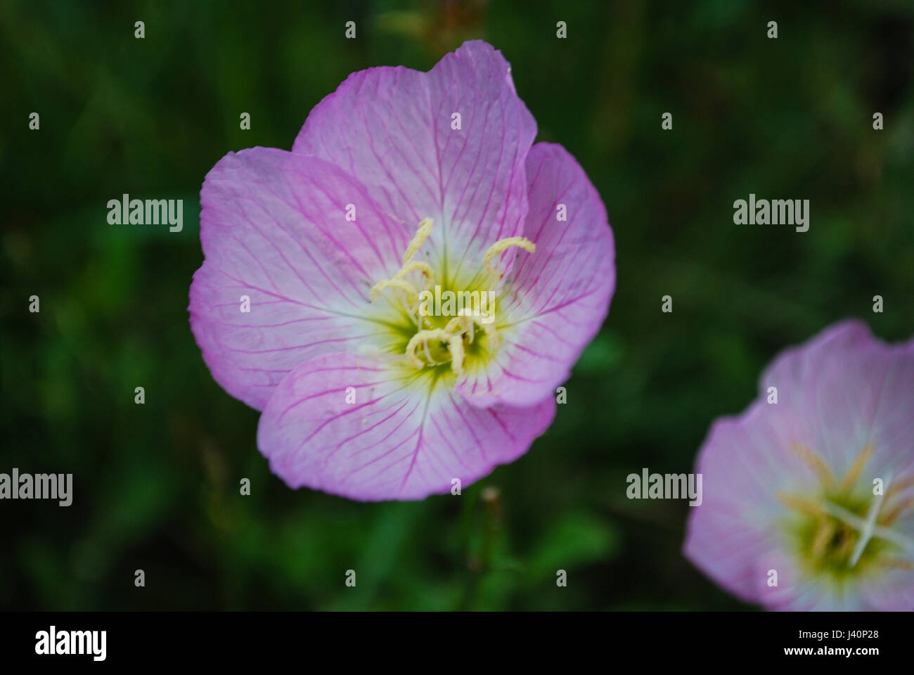 Pink evening primrose hi-res stock photography and images - Alamy