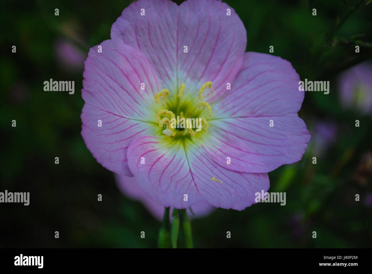 Pink evening primrose hi-res stock photography and images - Alamy