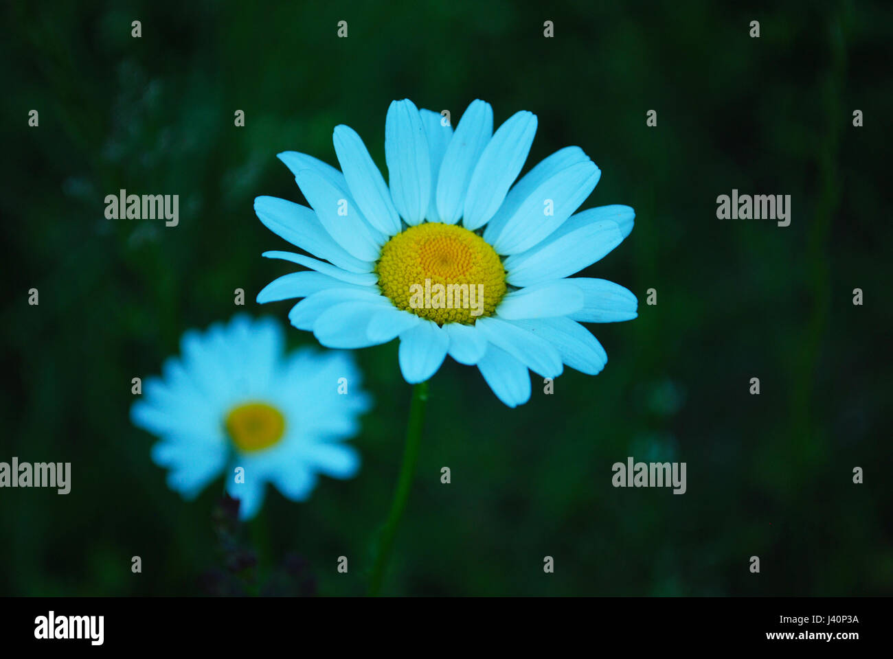 Daisy blooms hi-res stock photography and images - Alamy