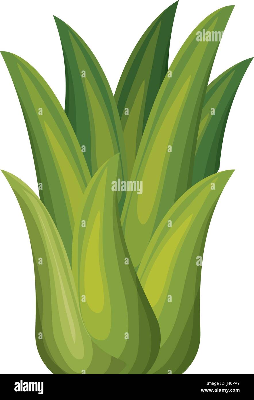 white background with corn plant Stock Vector Image & Art - Alamy