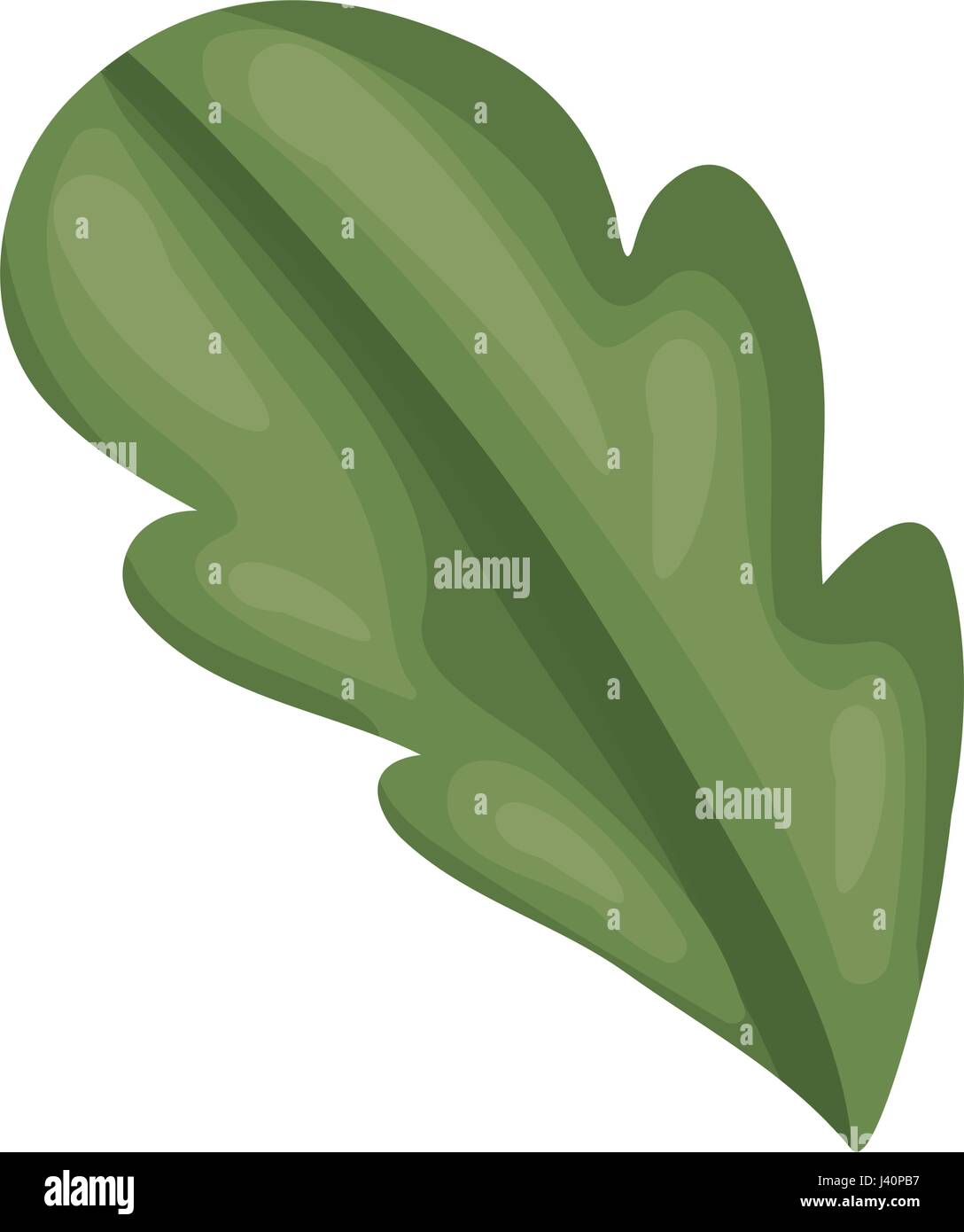 white background with leaf front view of beet Stock Vector Image & Art ...