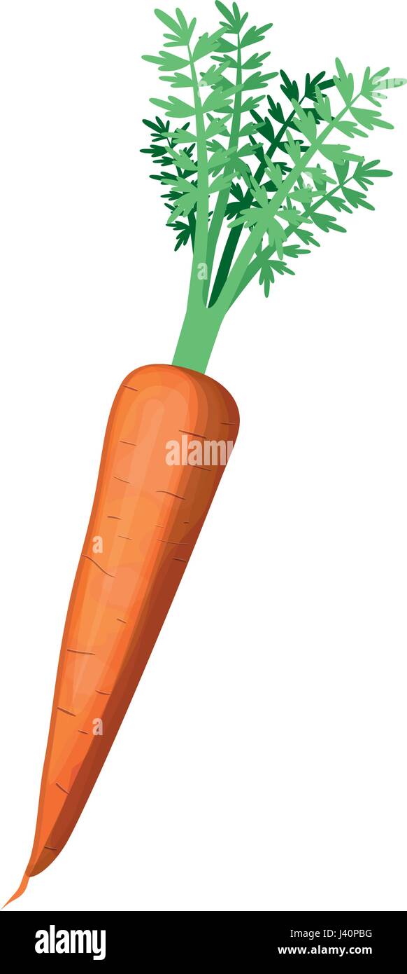 white background of carrot with stem and leaves Stock Vector Image ...