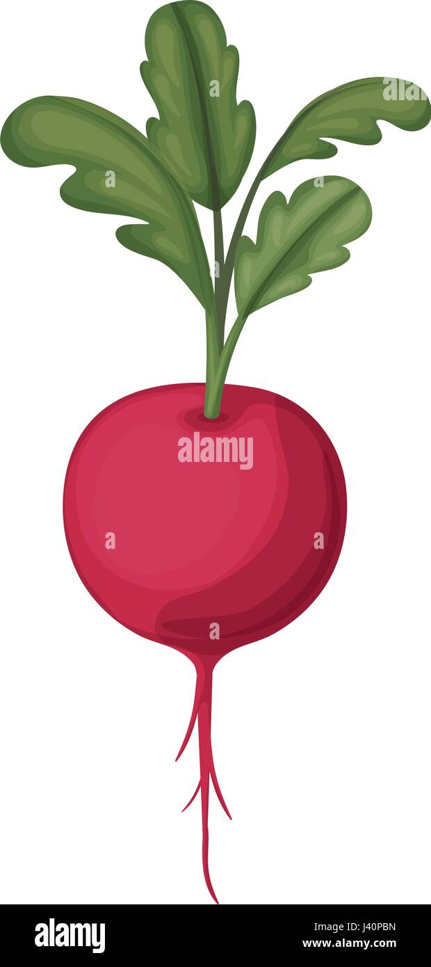 White Background Of Beet With Stem And Leaves Stock Vector Image And Art Alamy