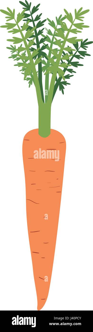 white background of realistic carrot with stem and leaves Stock Vector ...