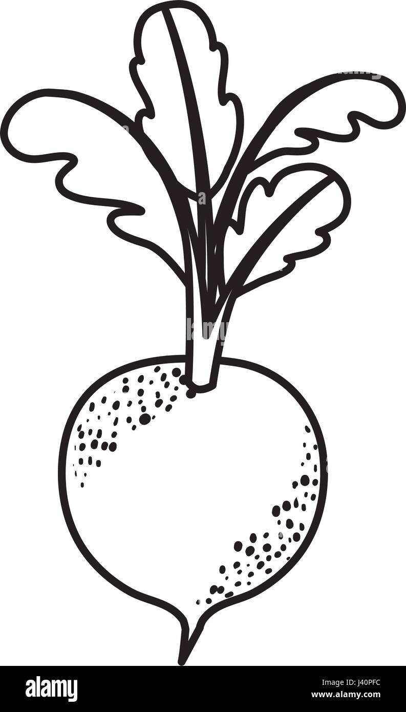 black silhouette of beet with stem and leaves Stock Vector Image & Art ...