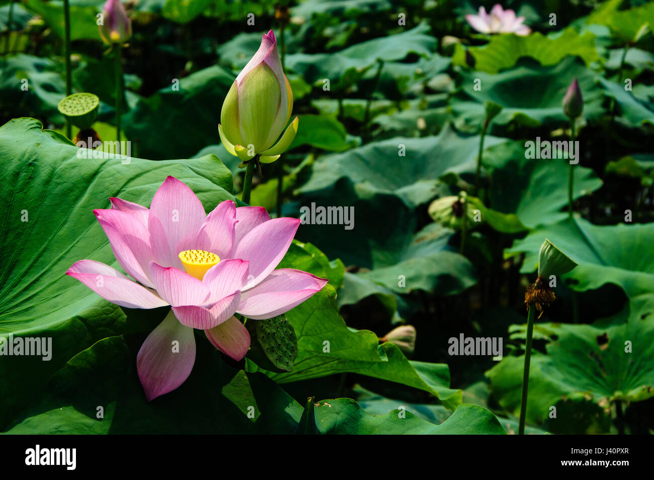 Blossoming Lotus - Kinastro