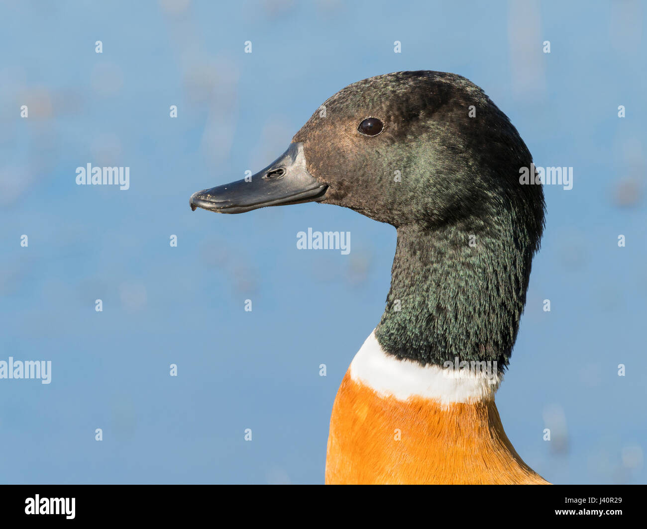 Australian shelduck hi-res stock photography and images - Alamy