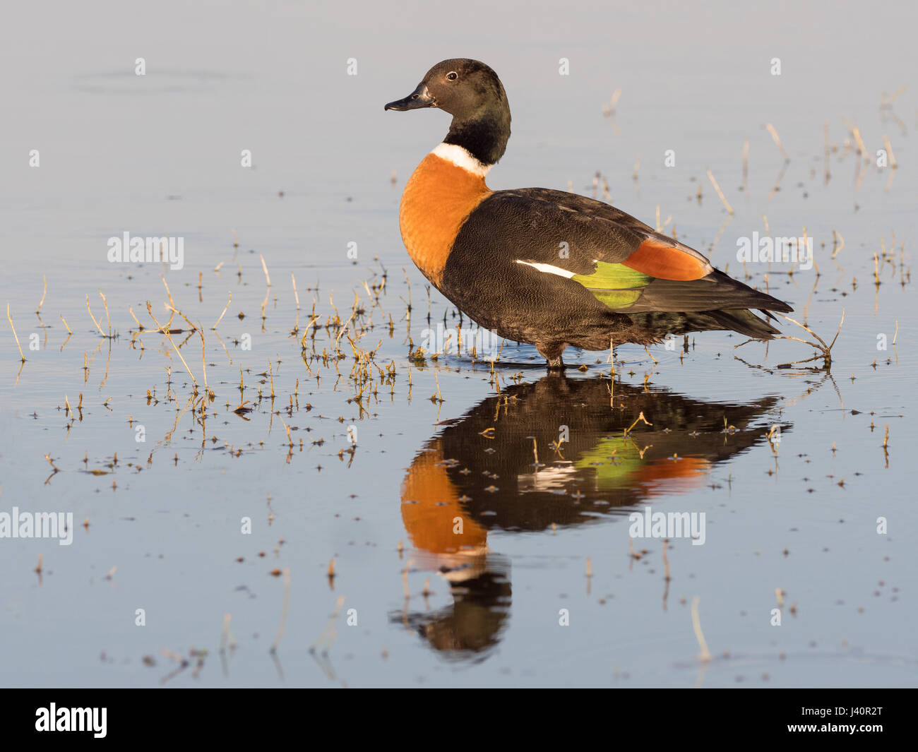 A colorful male Australian Shelduck (Tadorna tadornoides), at Hersdman ...