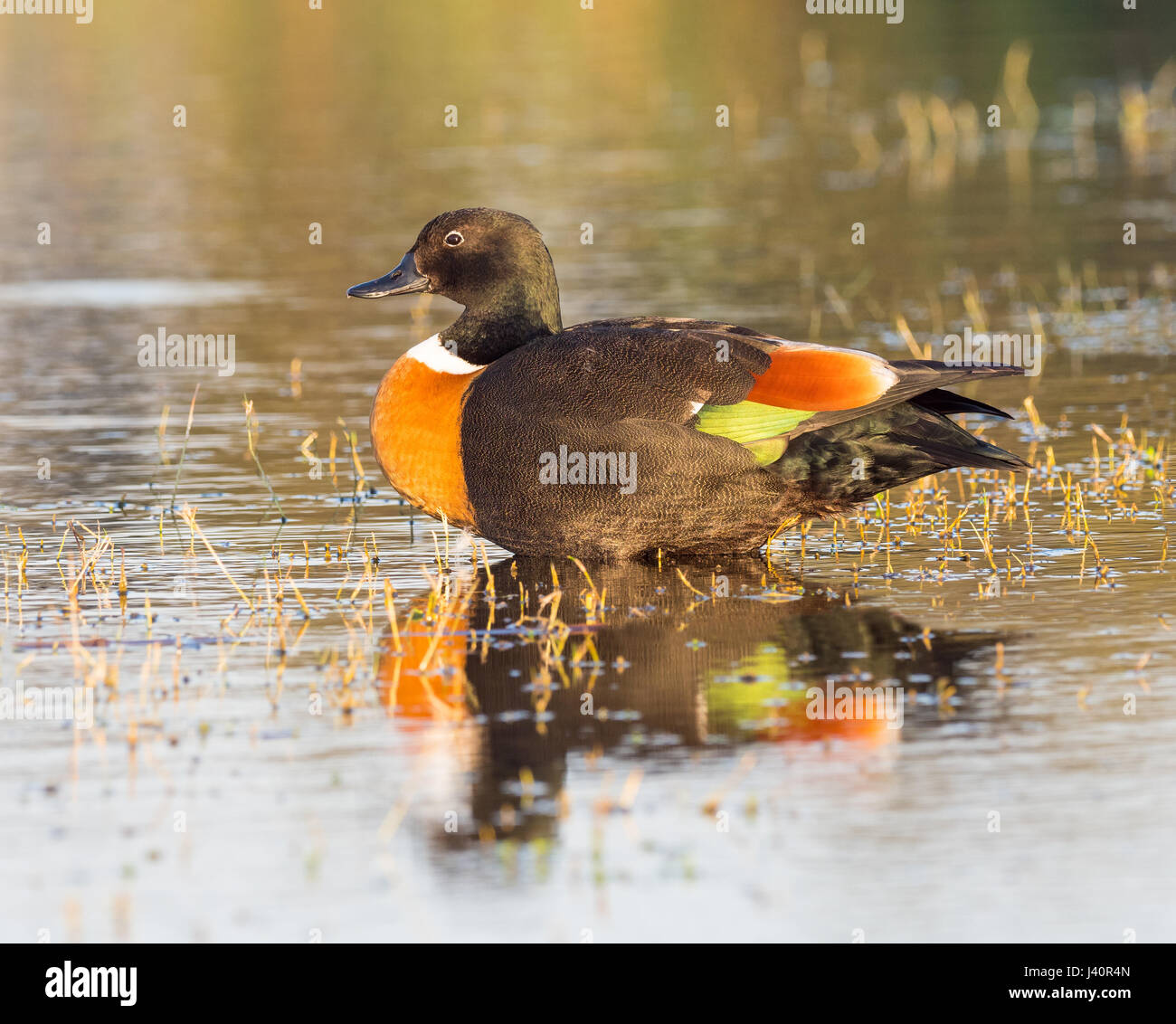 Australian shelduck hi-res stock photography and images - Alamy