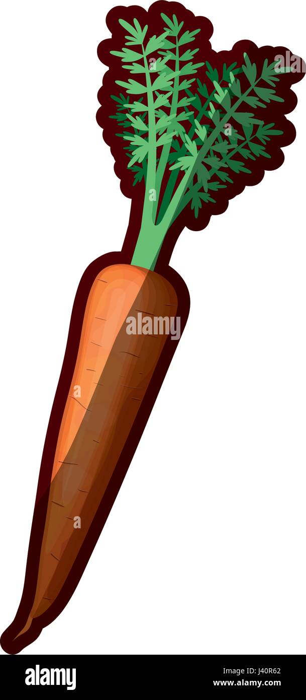 white background of realistic carrot with stem and leaves with thick ...