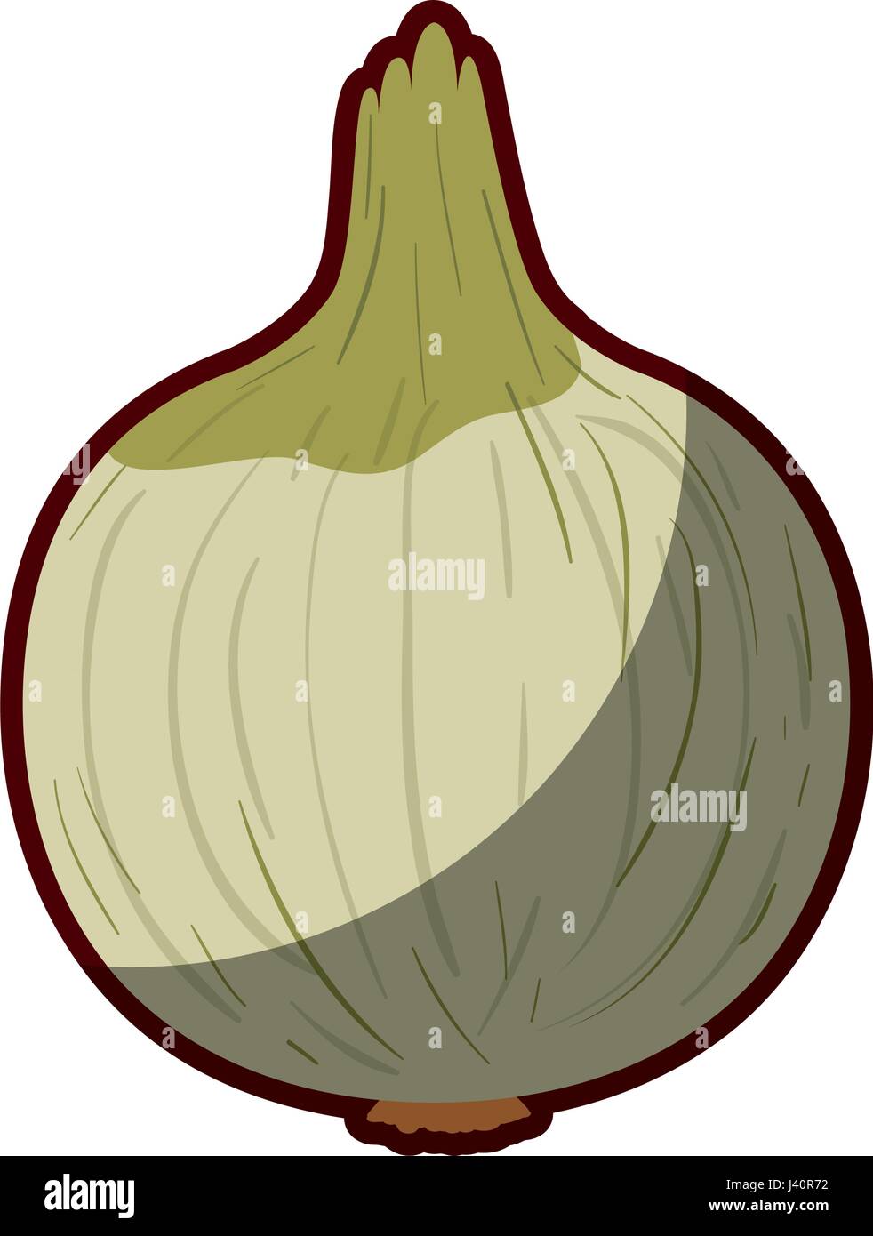 light colors of onion in closeup with thick contour Stock Vector Image ...