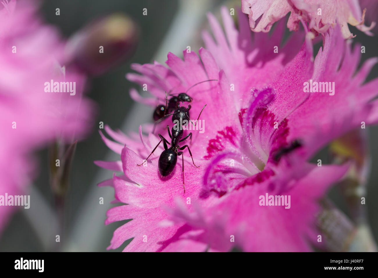 Ants flower hi-res stock photography and images - Alamy