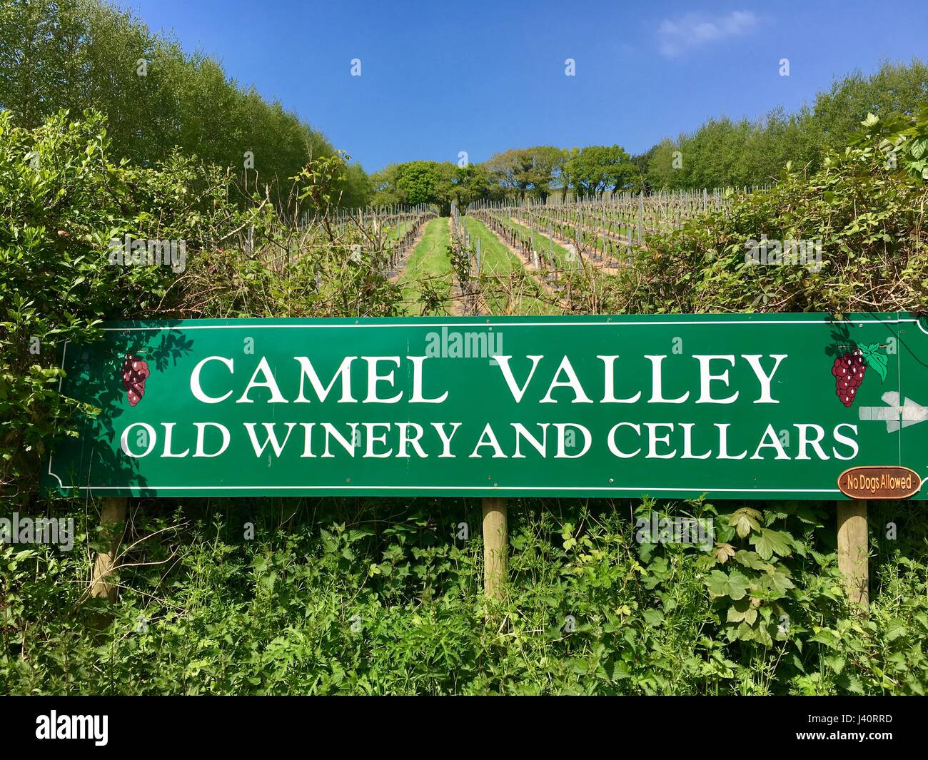 Camel Valley Wine Stock Photo - Alamy