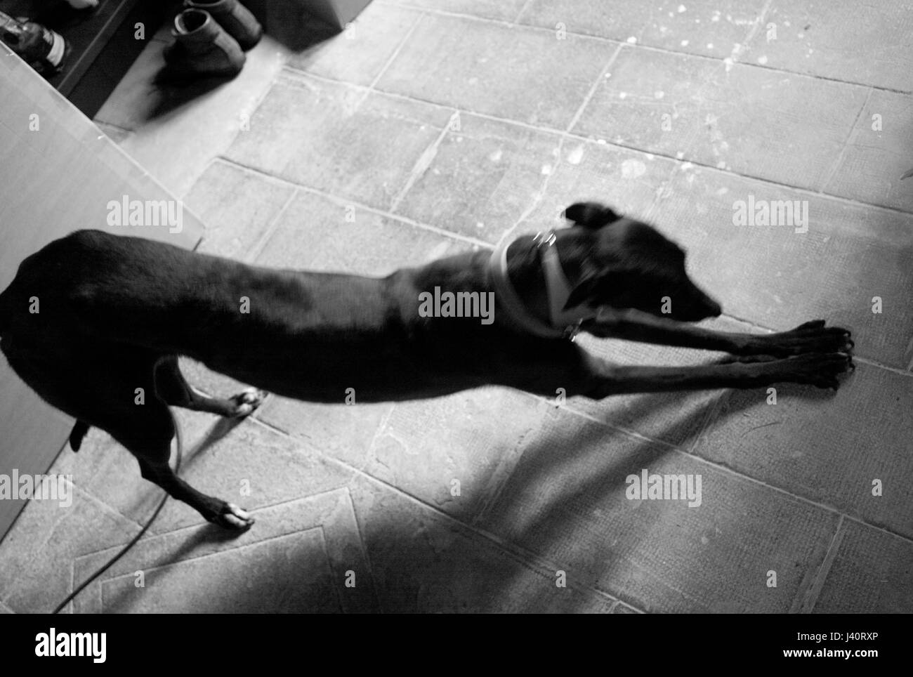 Dog stretching Black and White Stock Photos & Images - Alamy