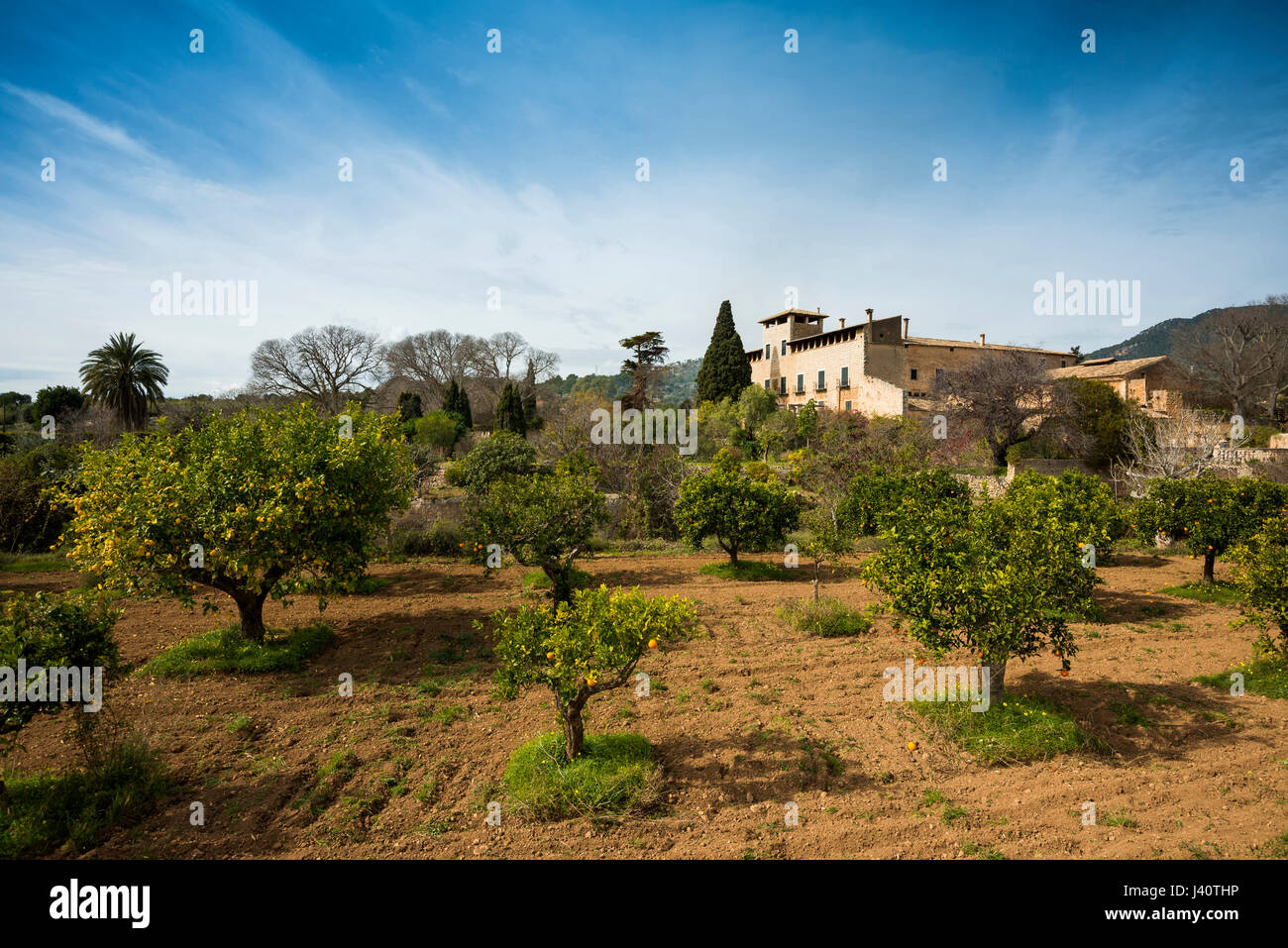 Fruit bearing trees hi-res stock photography and images - Alamy