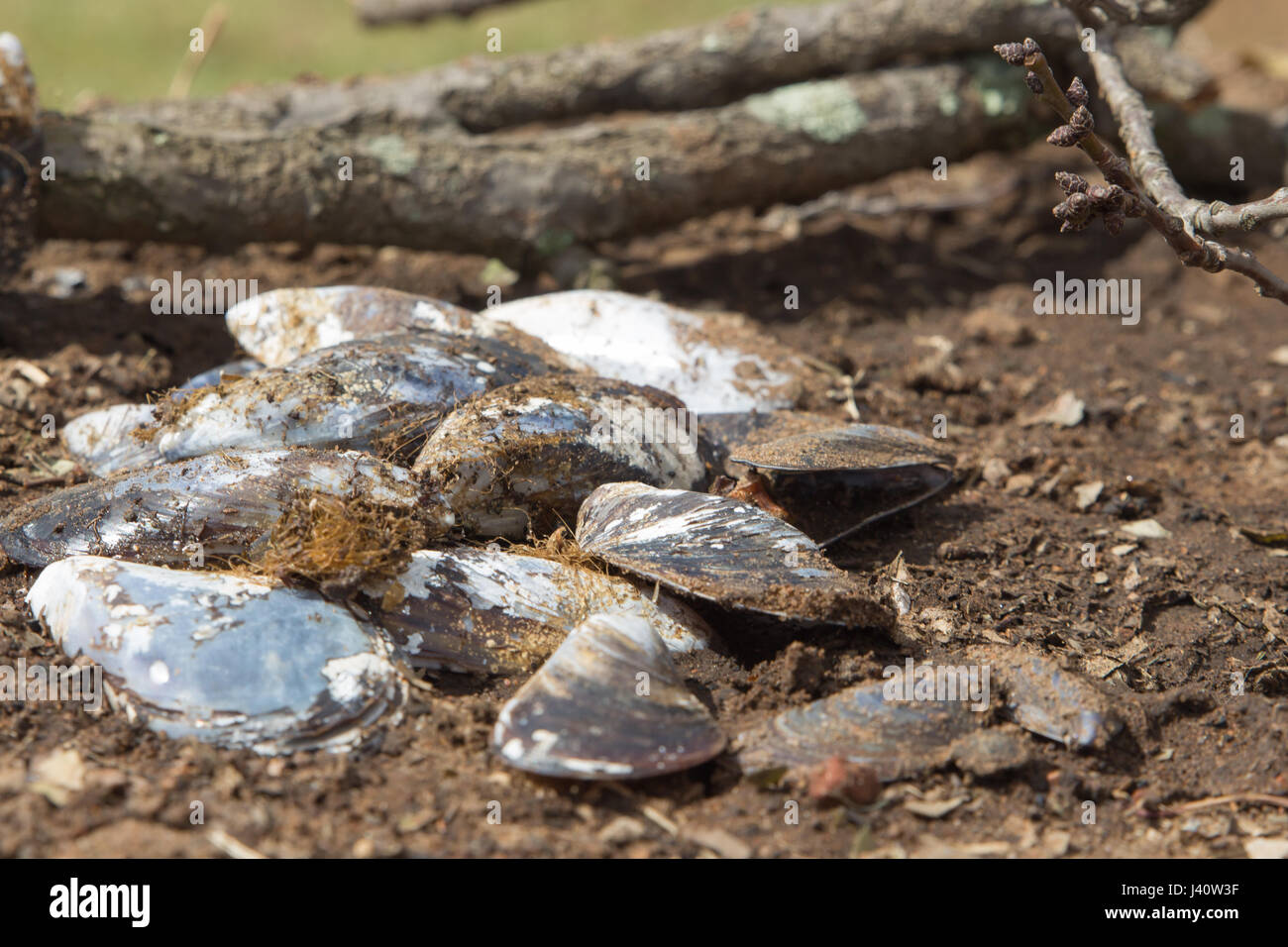 Sea shells in my garden and some sea clamps Stock Photo - Alamy