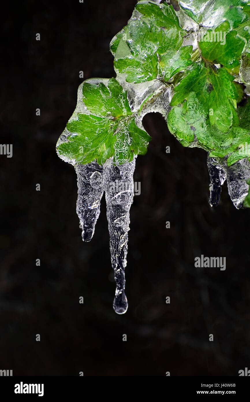 Ice lace hi-res stock photography and images - Alamy