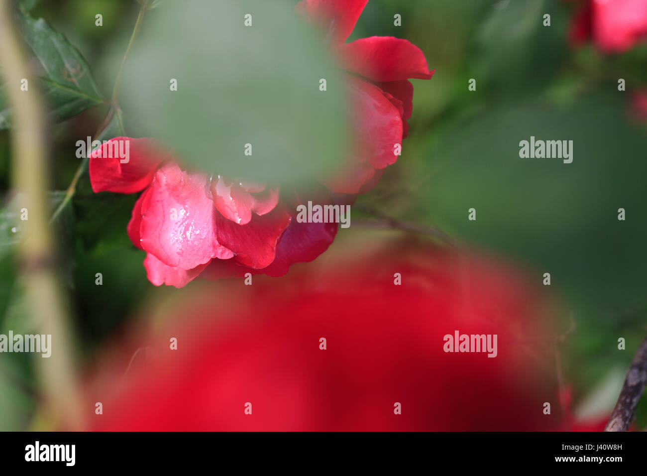 Red roses bloom in the wild Stock Photo - Alamy