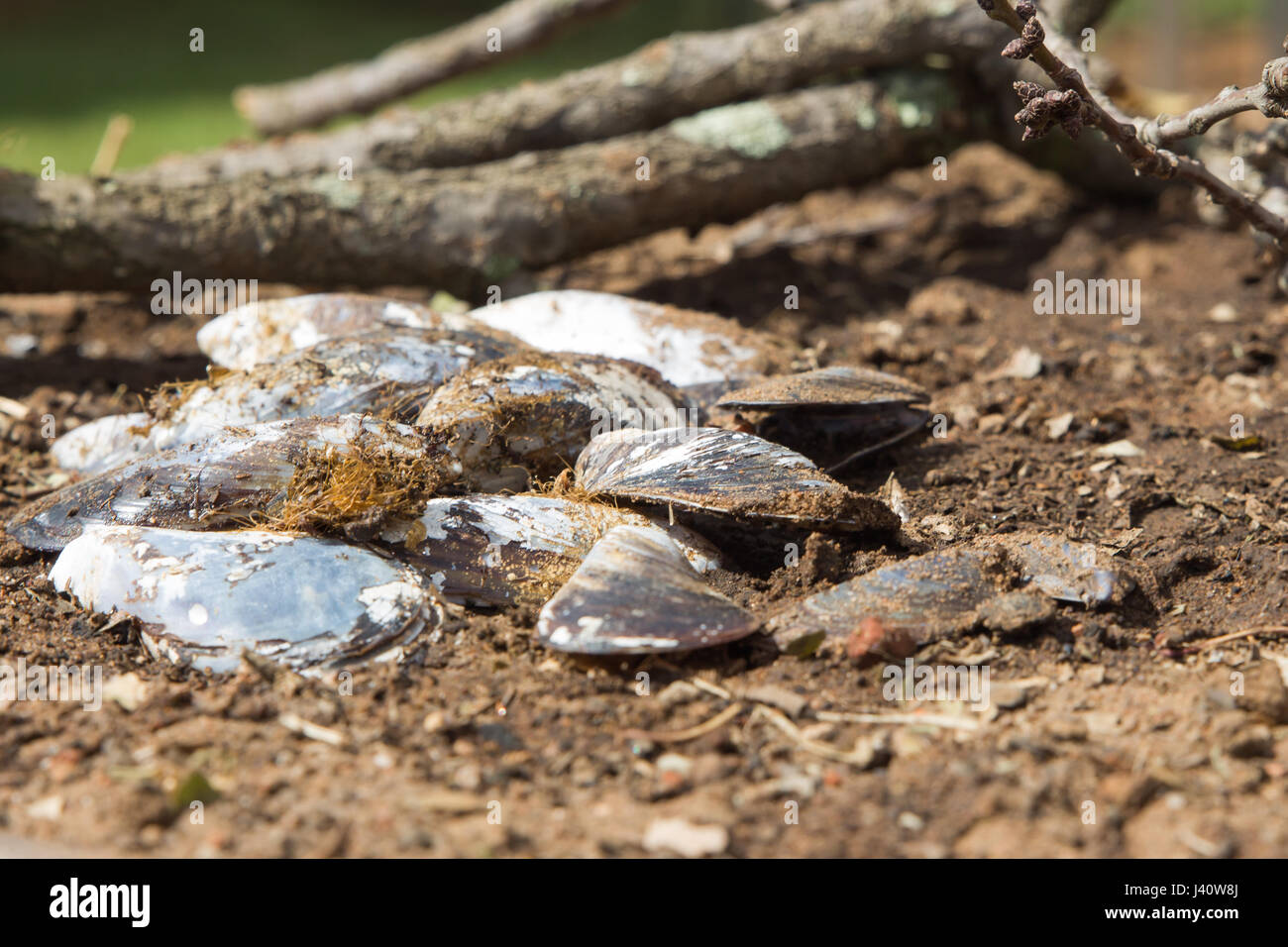 Sea shells in my garden and some sea clamps Stock Photo - Alamy