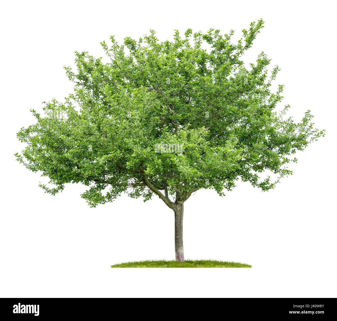 An isolated cherry tree on a white background Stock Photo - Alamy
