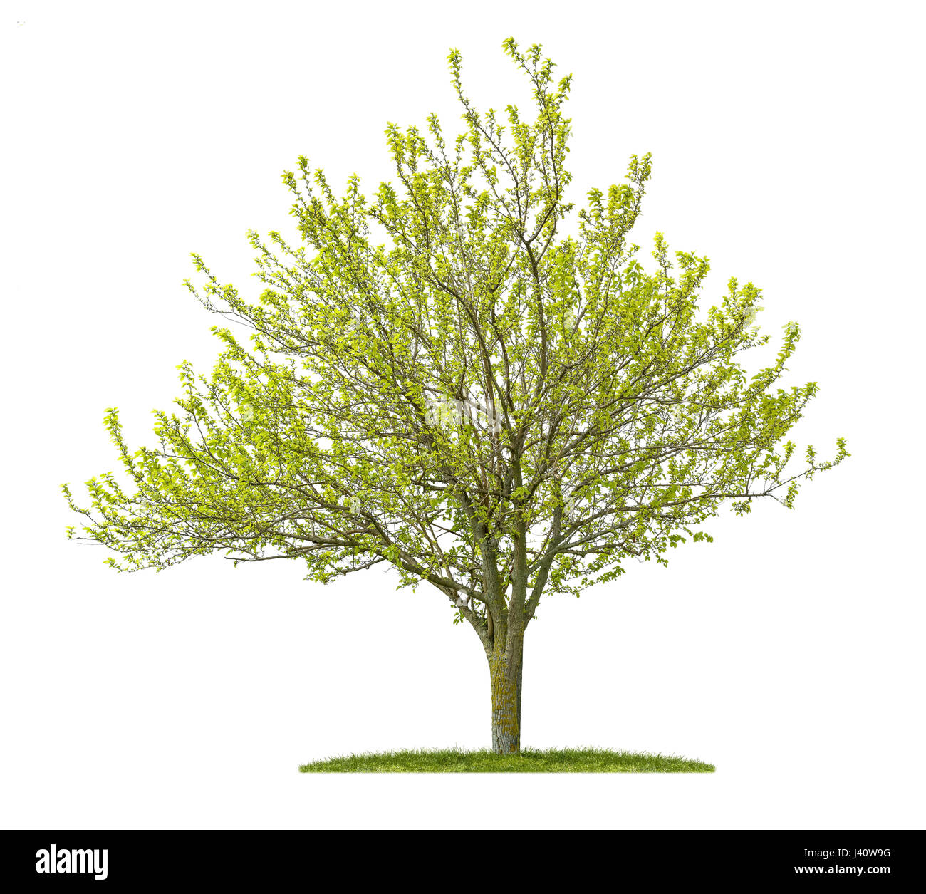 Isolated golden elm tree on a white background Stock Photo - Alamy