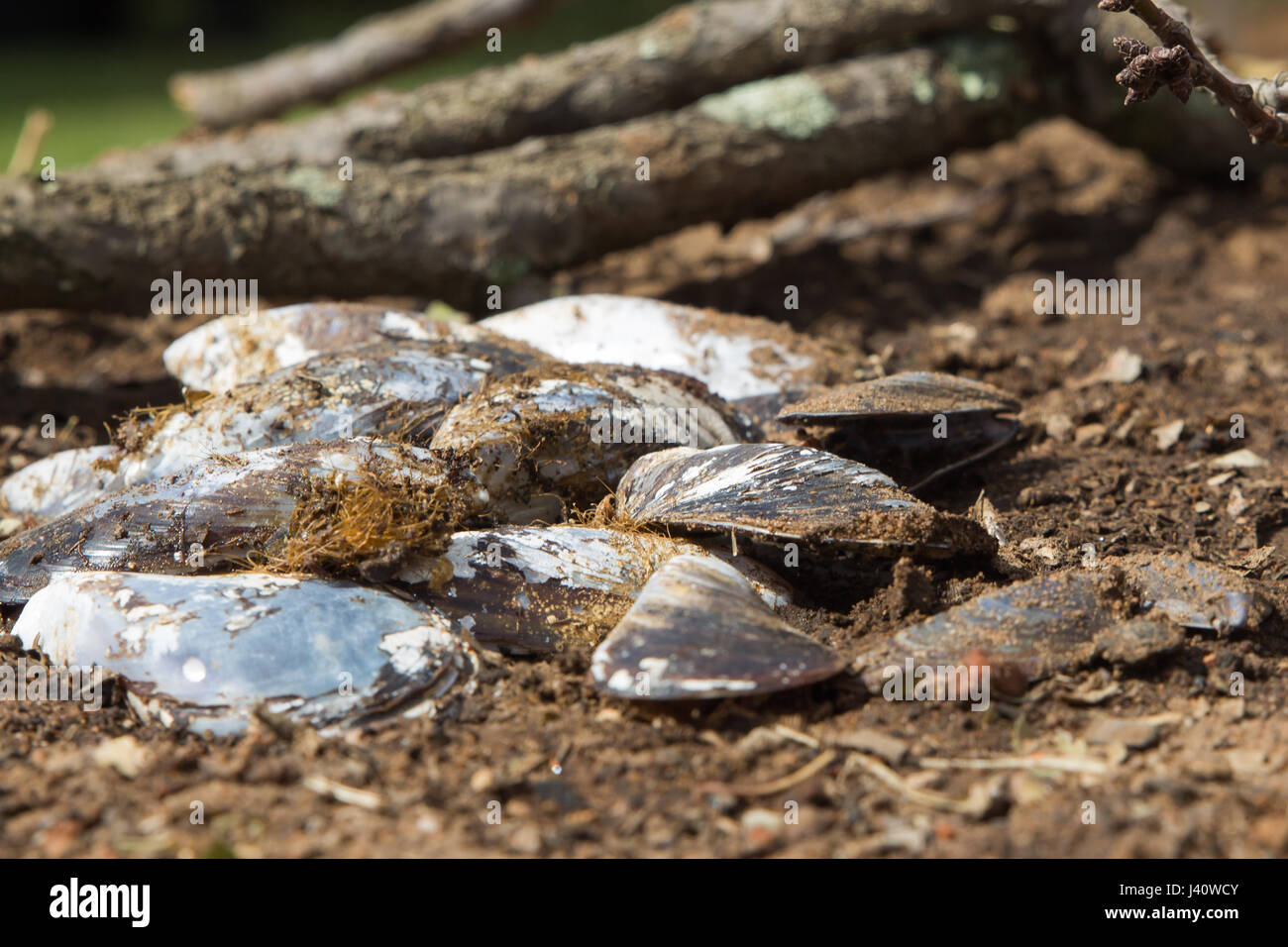 Sea shells in my garden and some sea clamps Stock Photo - Alamy