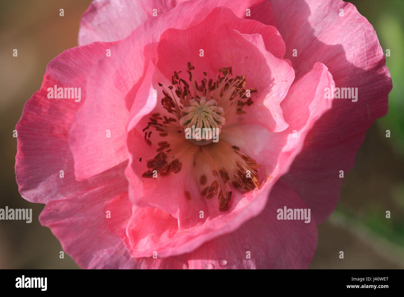 Beautiful pink poppy flowers blooming in the wild Stock Photo - Alamy