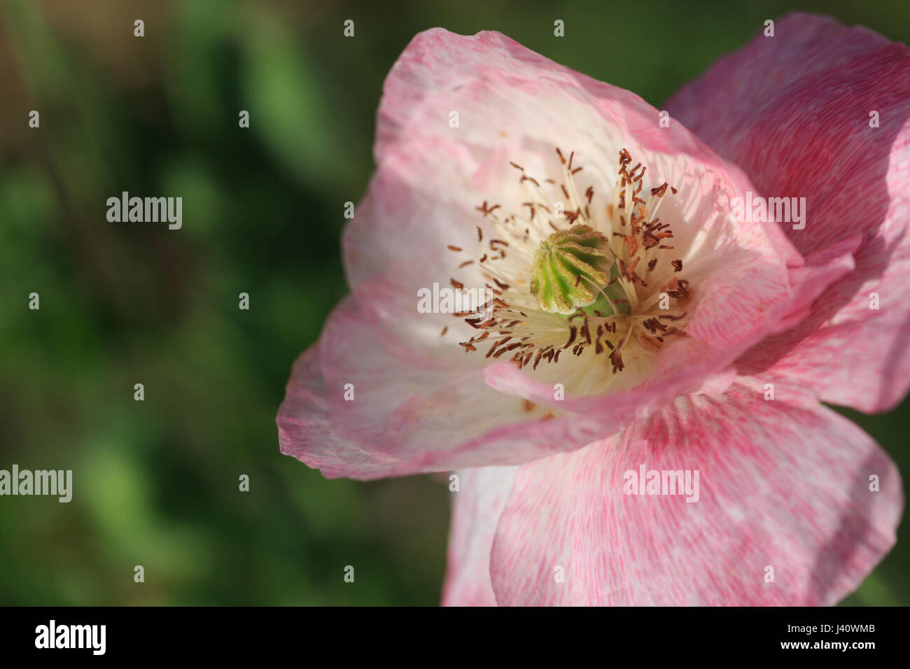 Beautiful pink poppy flowers blooming in the wild Stock Photo - Alamy