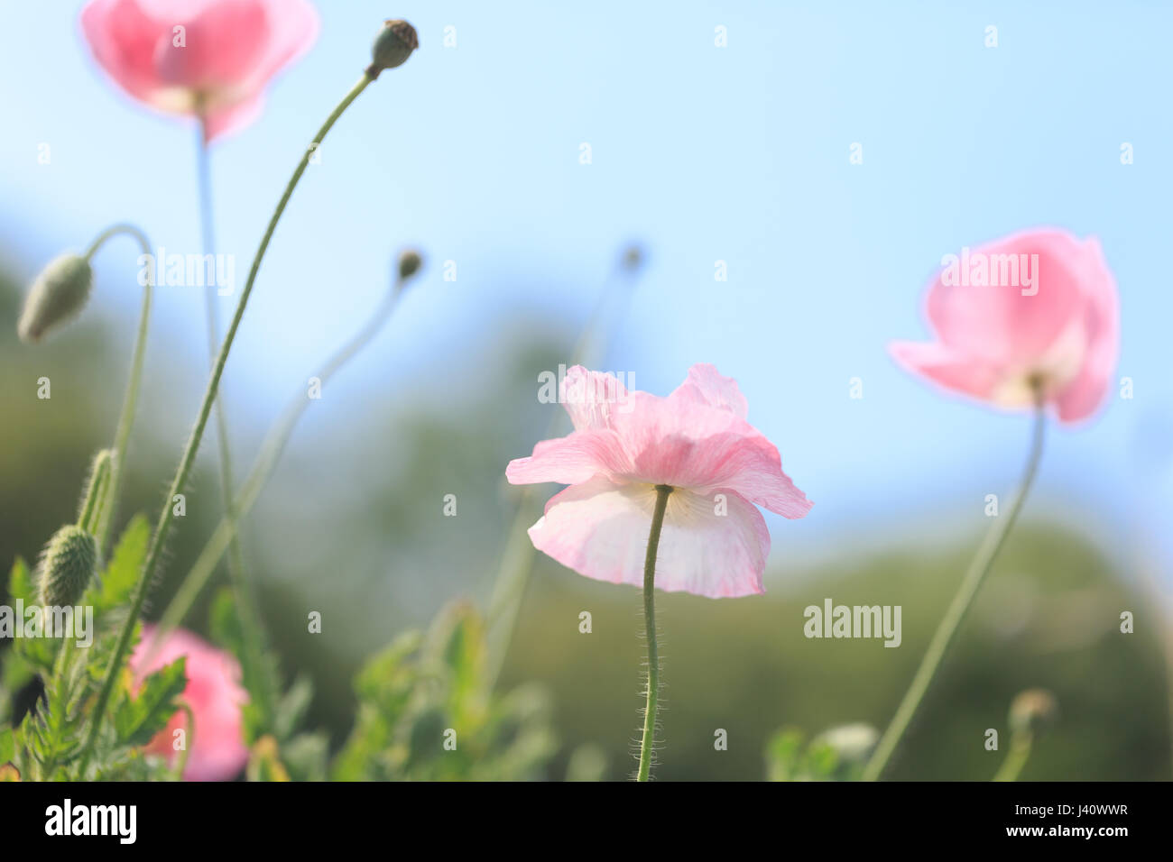 Beautiful pink poppy flowers blooming in the wild Stock Photo - Alamy