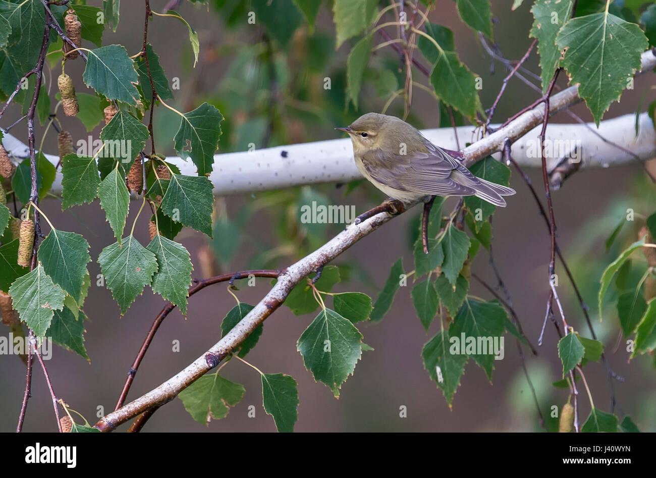Colorful birds between the leaves of a tree on a sunny day Stock Photo ...