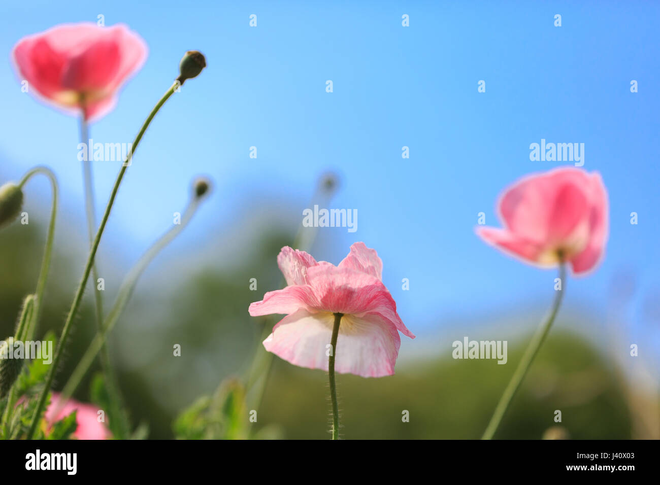 Beautiful pink poppy flowers blooming in the wild Stock Photo - Alamy