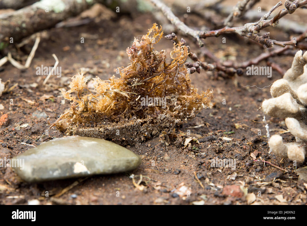 Sea shells in my garden and some sea clamps Stock Photo - Alamy