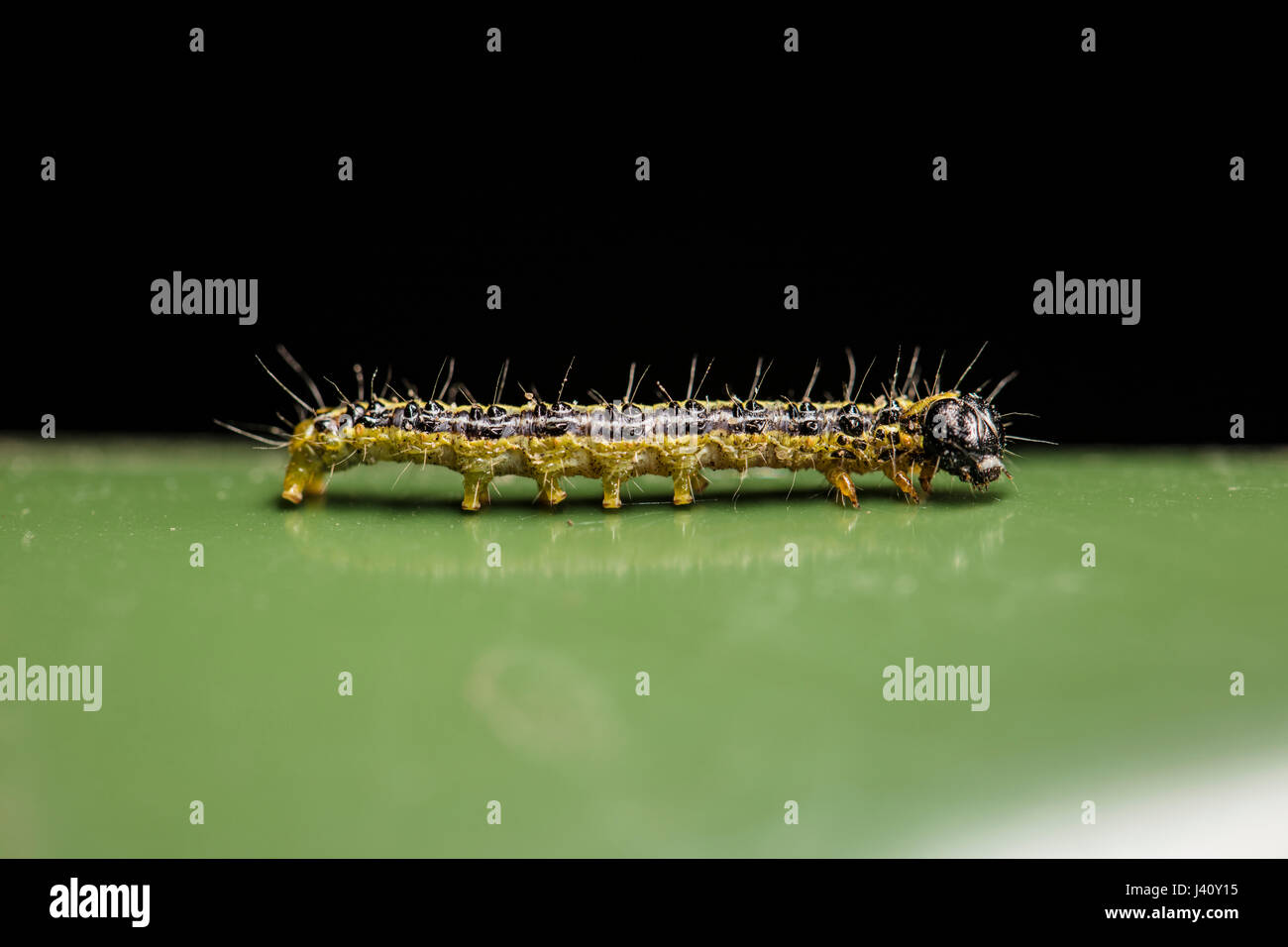 caterpillar worm on green Stock Photo - Alamy