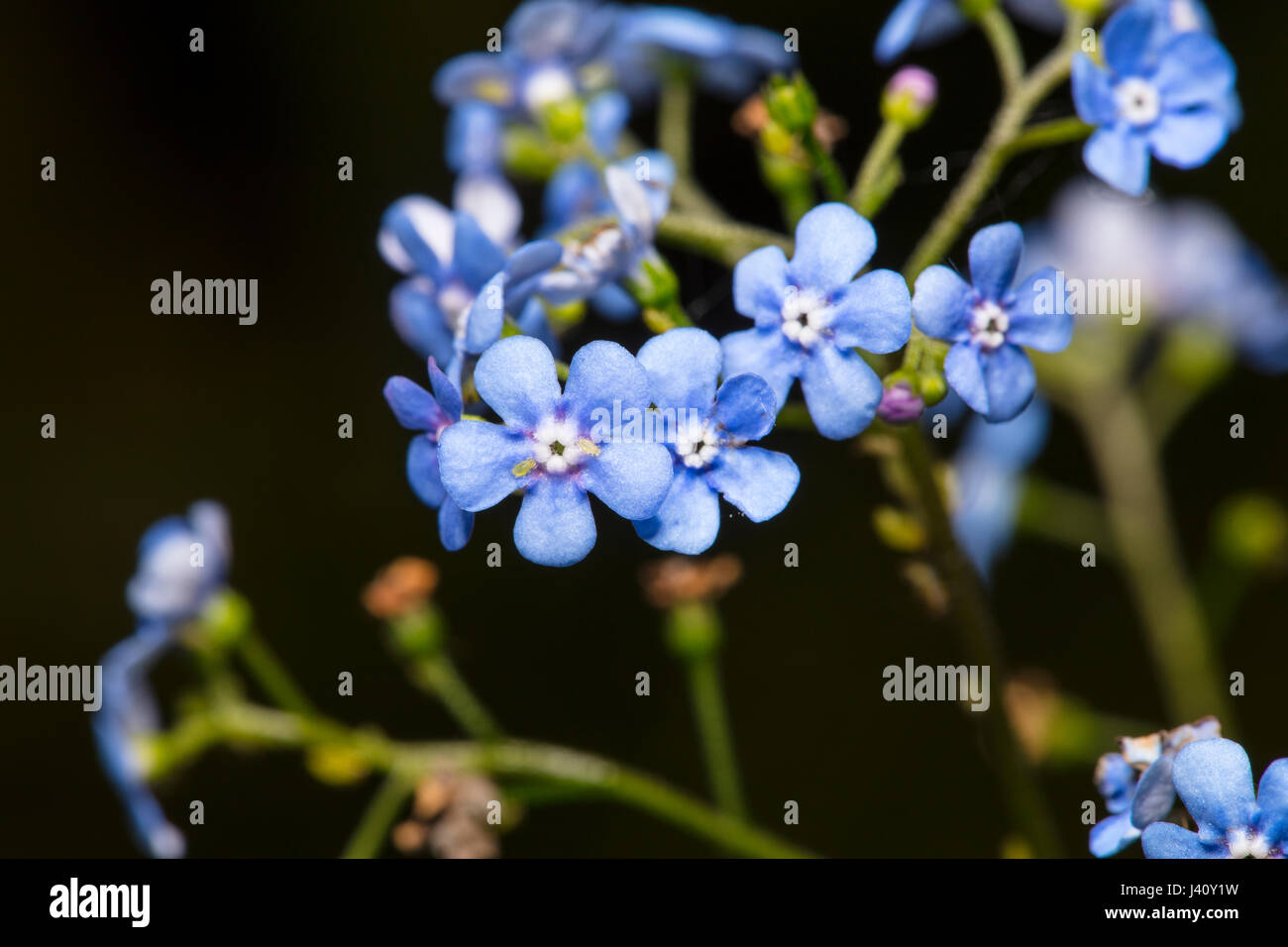 Beautiful blue flowers, close up Stock Photo - Alamy