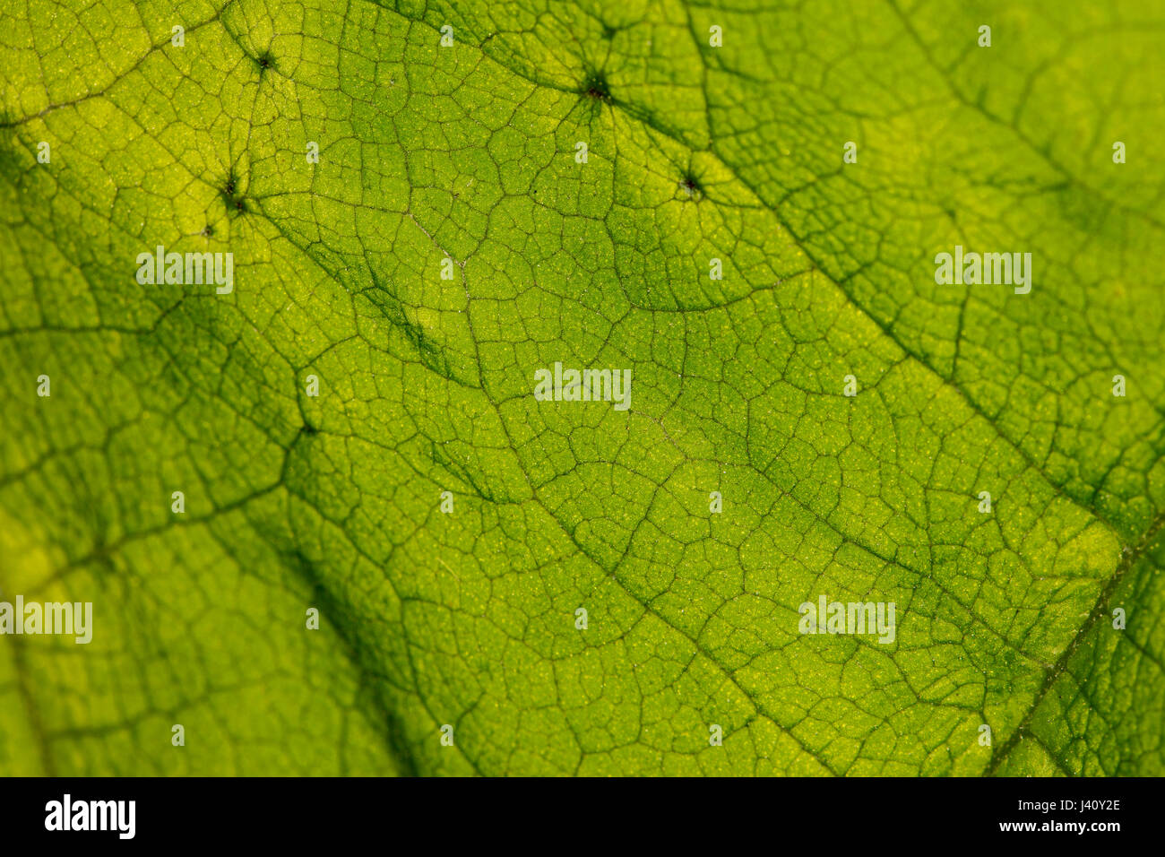 Photo of leaf structure Stock Photo - Alamy