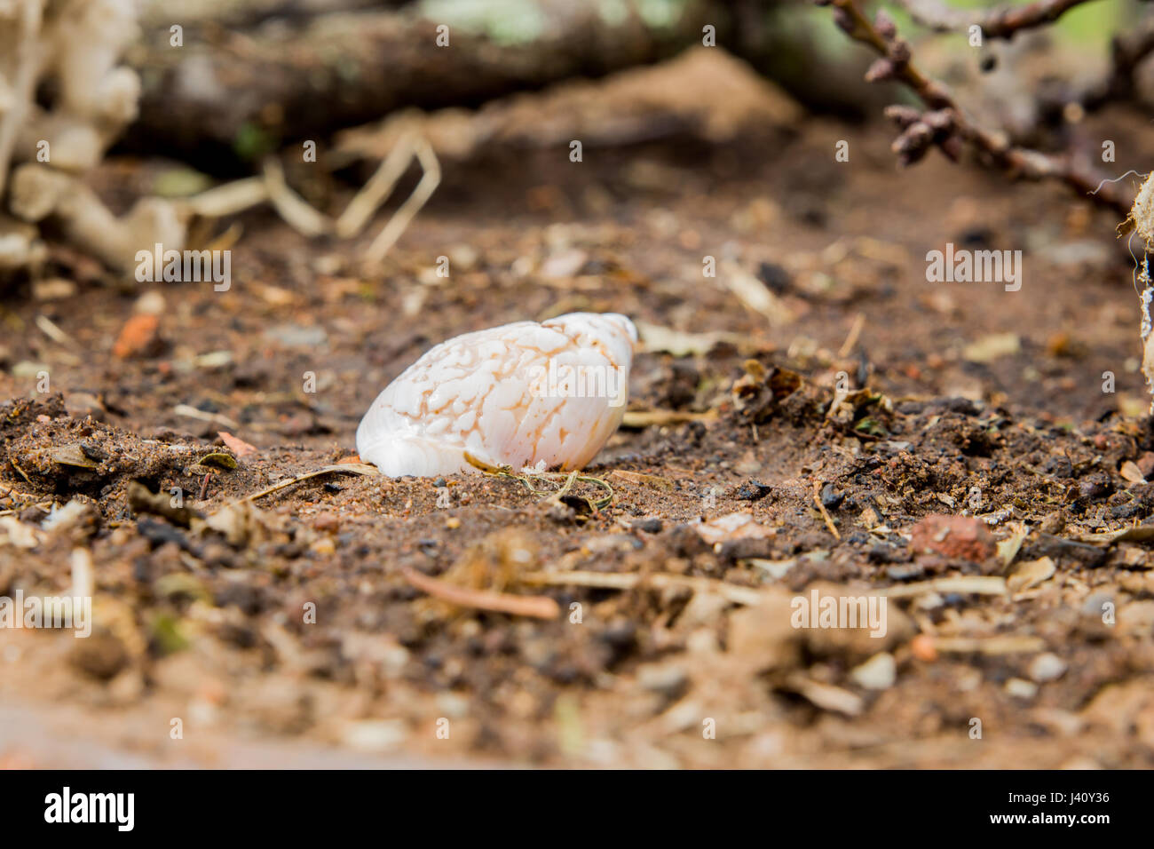 Took some photos of sea shells in my garden Stock Photo - Alamy
