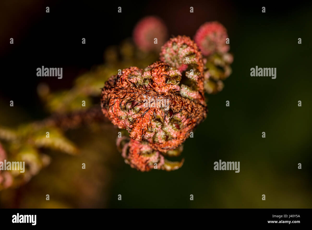 red flower top view Stock Photo - Alamy