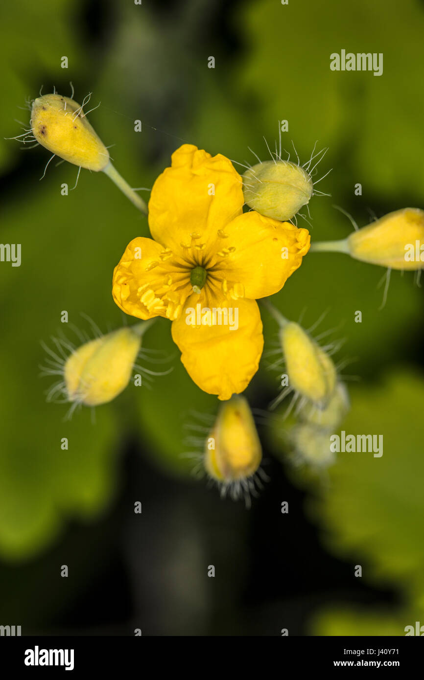 small yellow flower Stock Photo - Alamy
