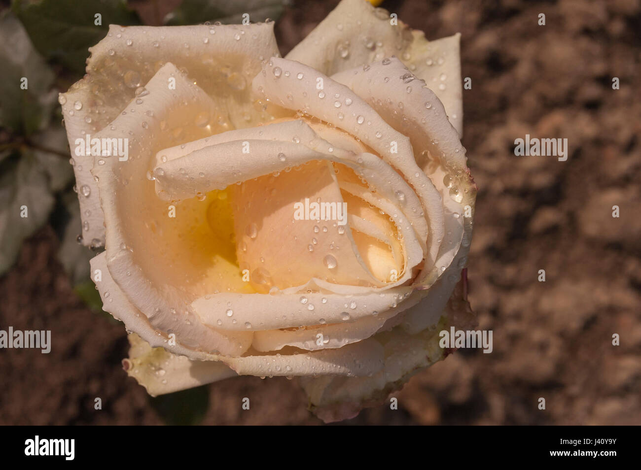 Cream White Rose Stock Photo - Alamy