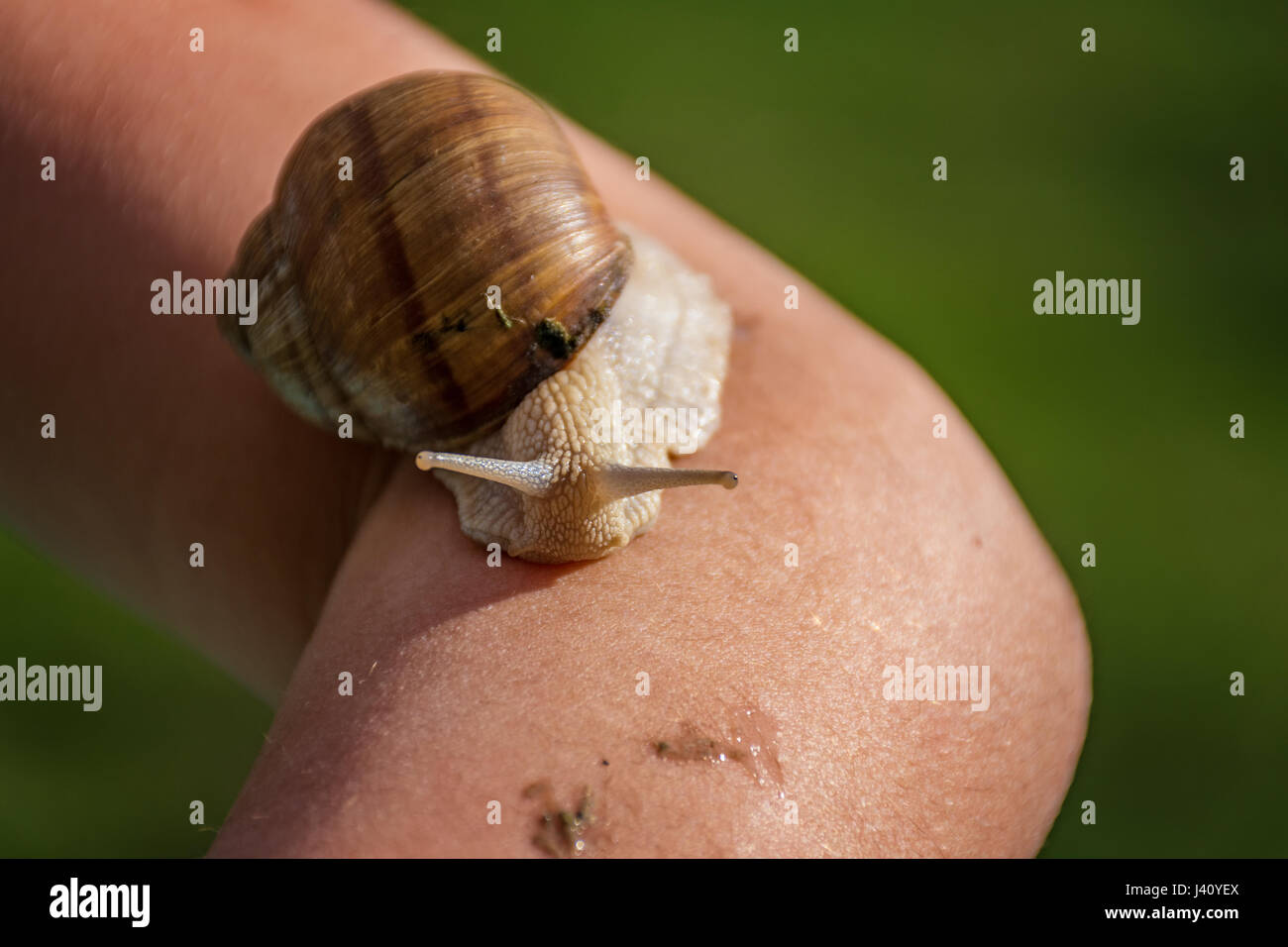 Girl snail hi-res stock photography and images - Alamy