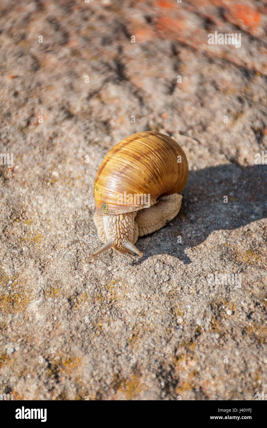 Snail moving slowly on the rock in the green grass Stock Photo - Alamy