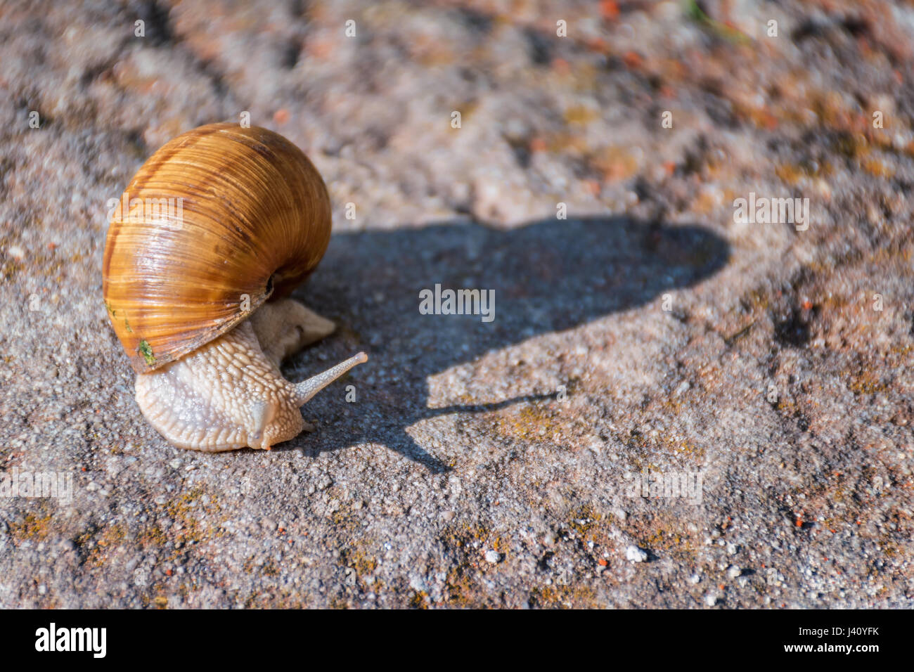Snail moving slowly on the rock in the green grass Stock Photo - Alamy